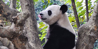 16 Days Group China Tour Package: Beijing, Xian, Guilin, Yangtze, Shanghai