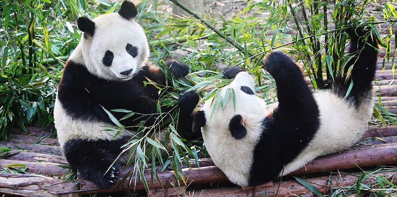 China Tours: Private Family & Small Group Vacation Routes