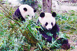 Xi'an 2 Day Tour: Mini Group & Private Packages, No Shopping