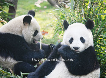 5 Days Shanghai Chengdu Tour with Guide and Hotel: The Bund, Panda