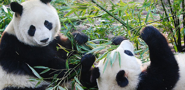 10 Days Beijing Xian Chengdu Shanghai - Tour for Seniors